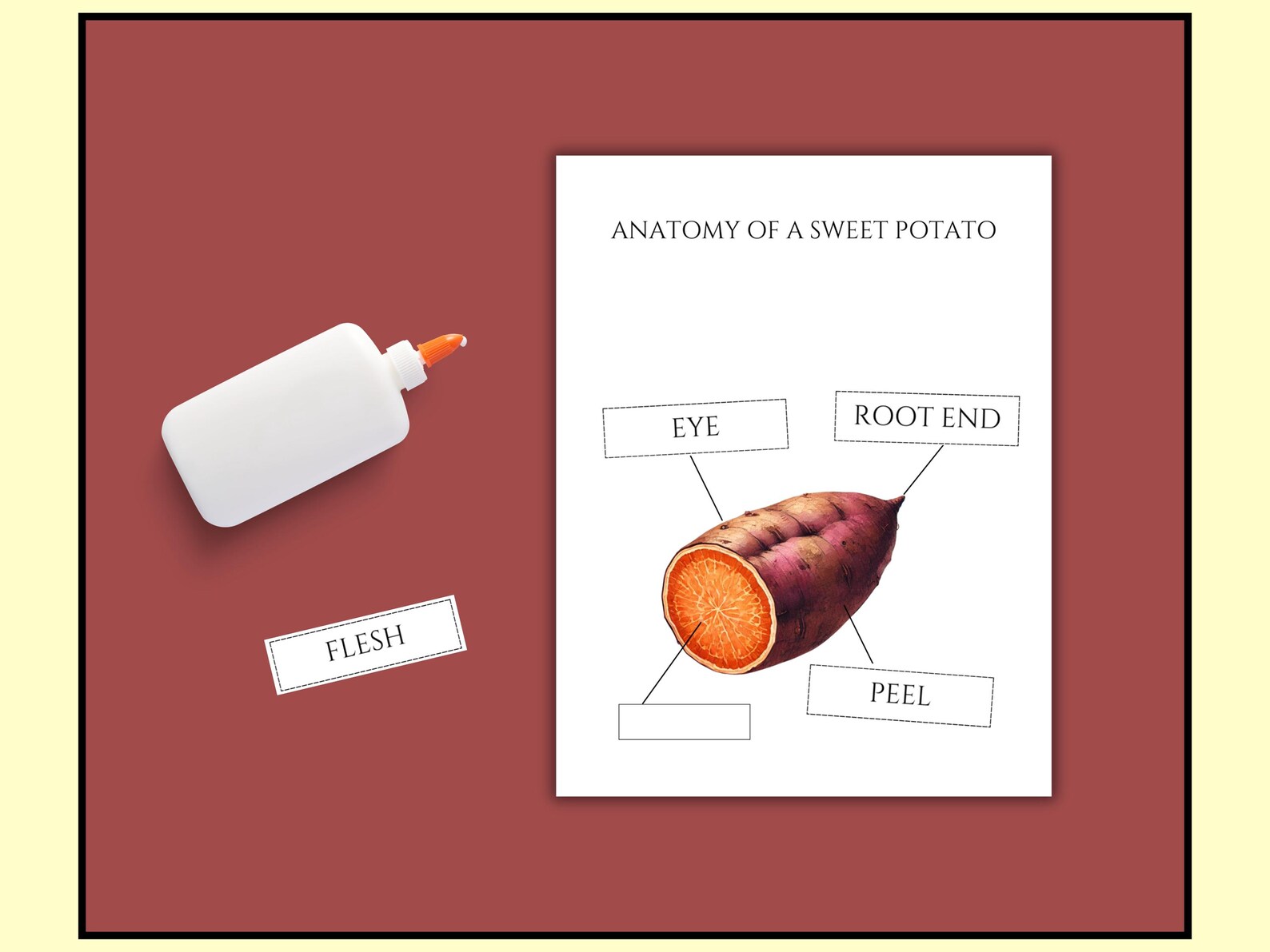 Life Cycle of Sweet Potato Printable Activities | Preschool Printables ...