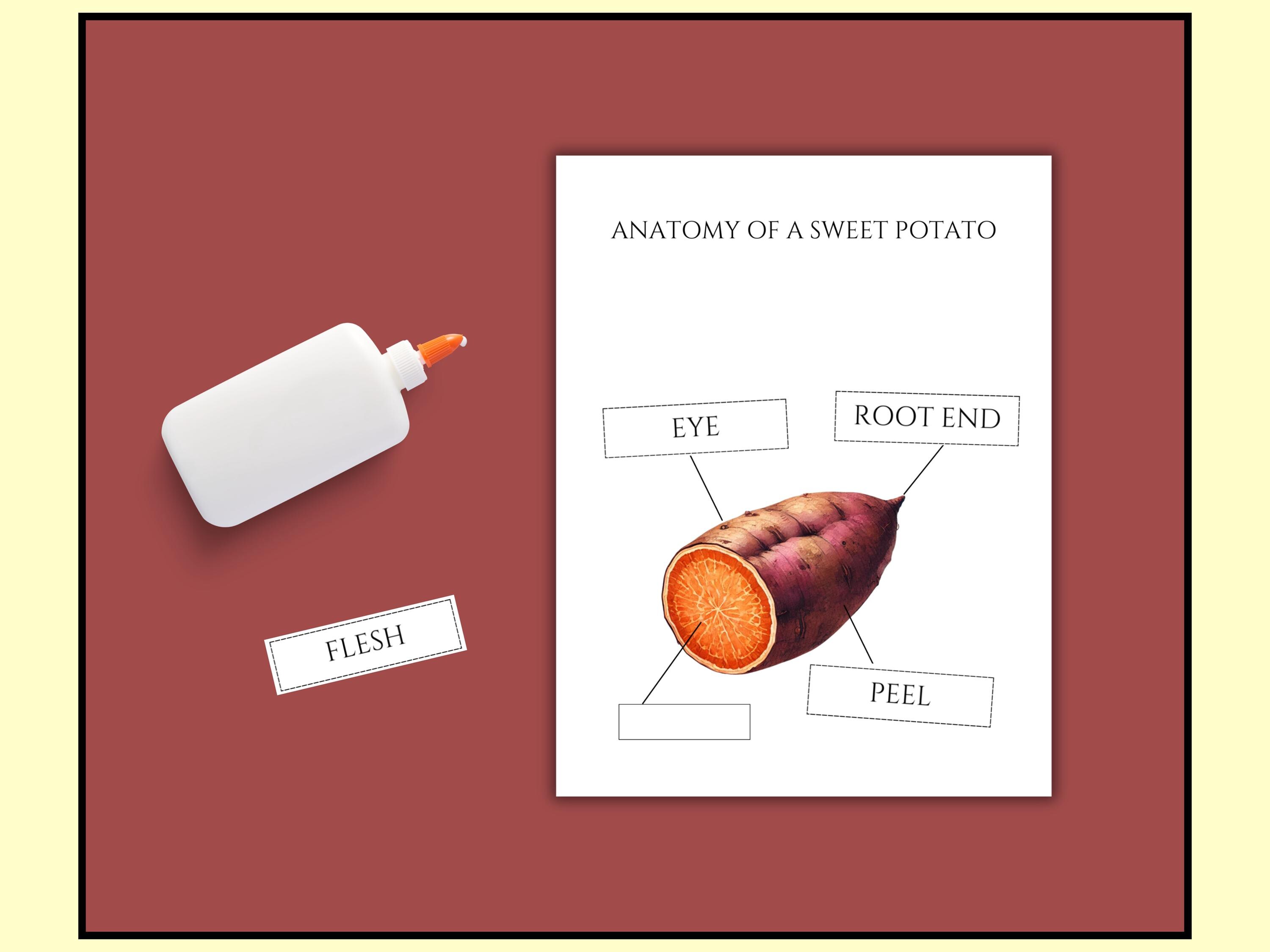 Life Cycle of Sweet Potato Printable Activities | Preschool Printables ...