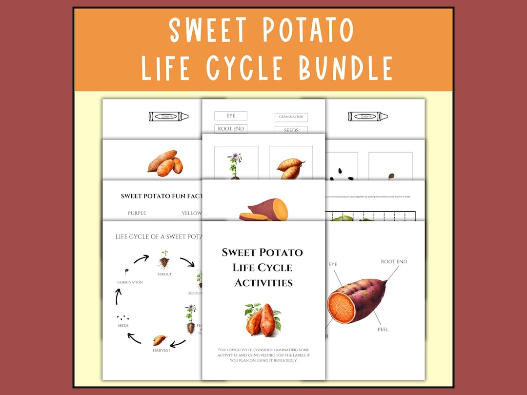 Life Cycle of Sweet Potato Printable Activities | Preschool Printables ...