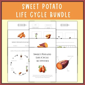 Life Cycle of Sweet Potato Printable Activities | Preschool Printables ...