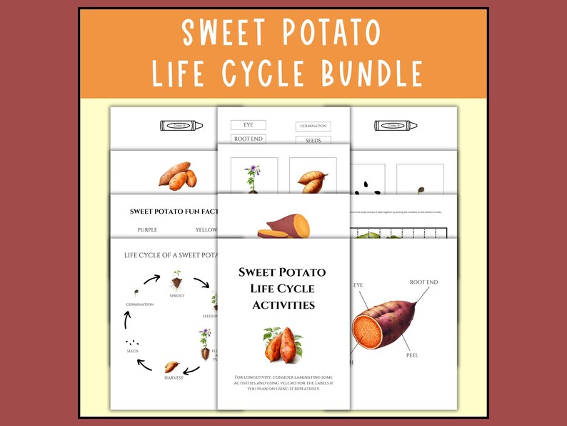 Life Cycle of Sweet Potato Printable Activities | Preschool Printables ...