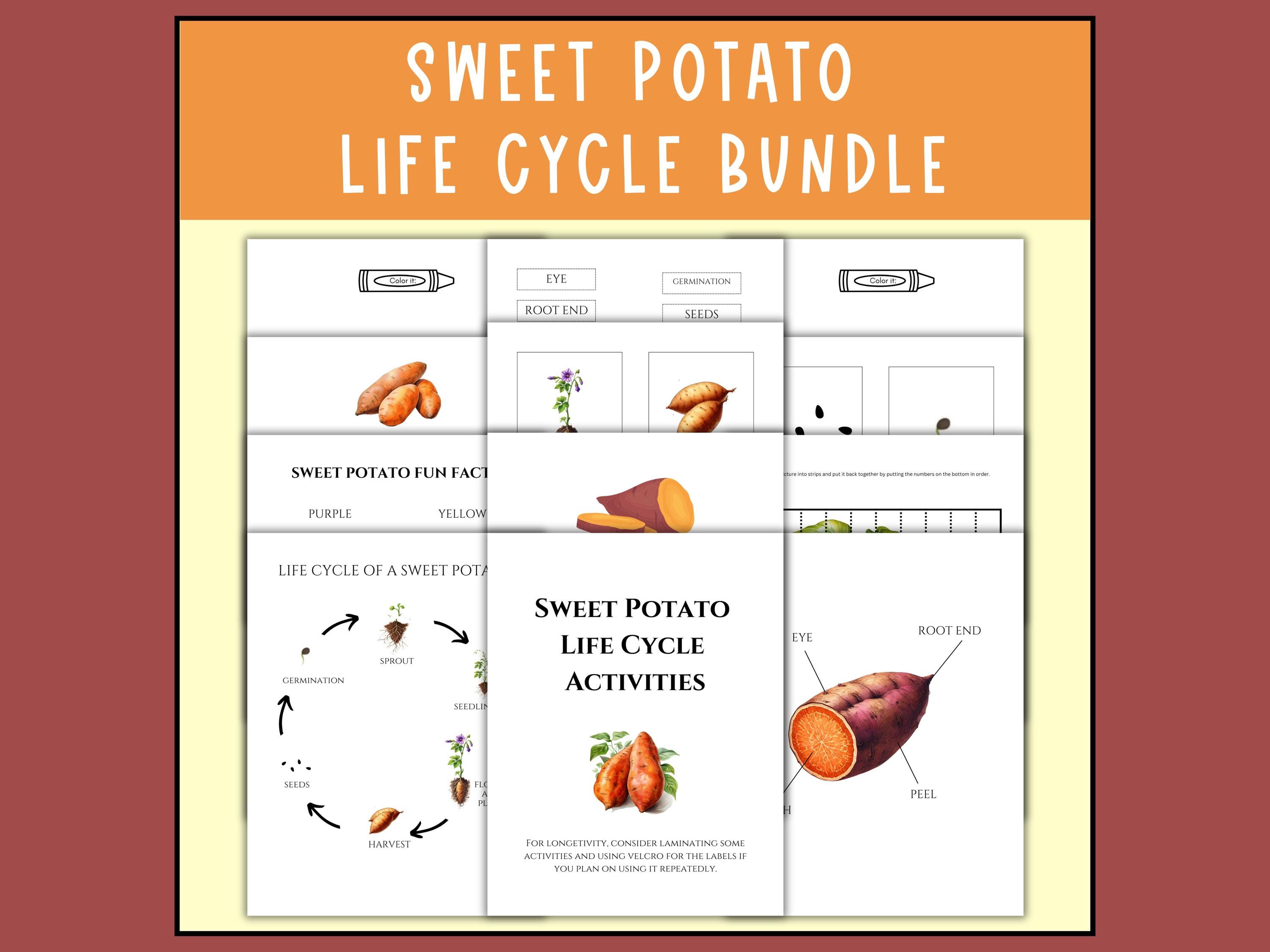 Life Cycle of Sweet Potato Printable Activities | Preschool Printables ...