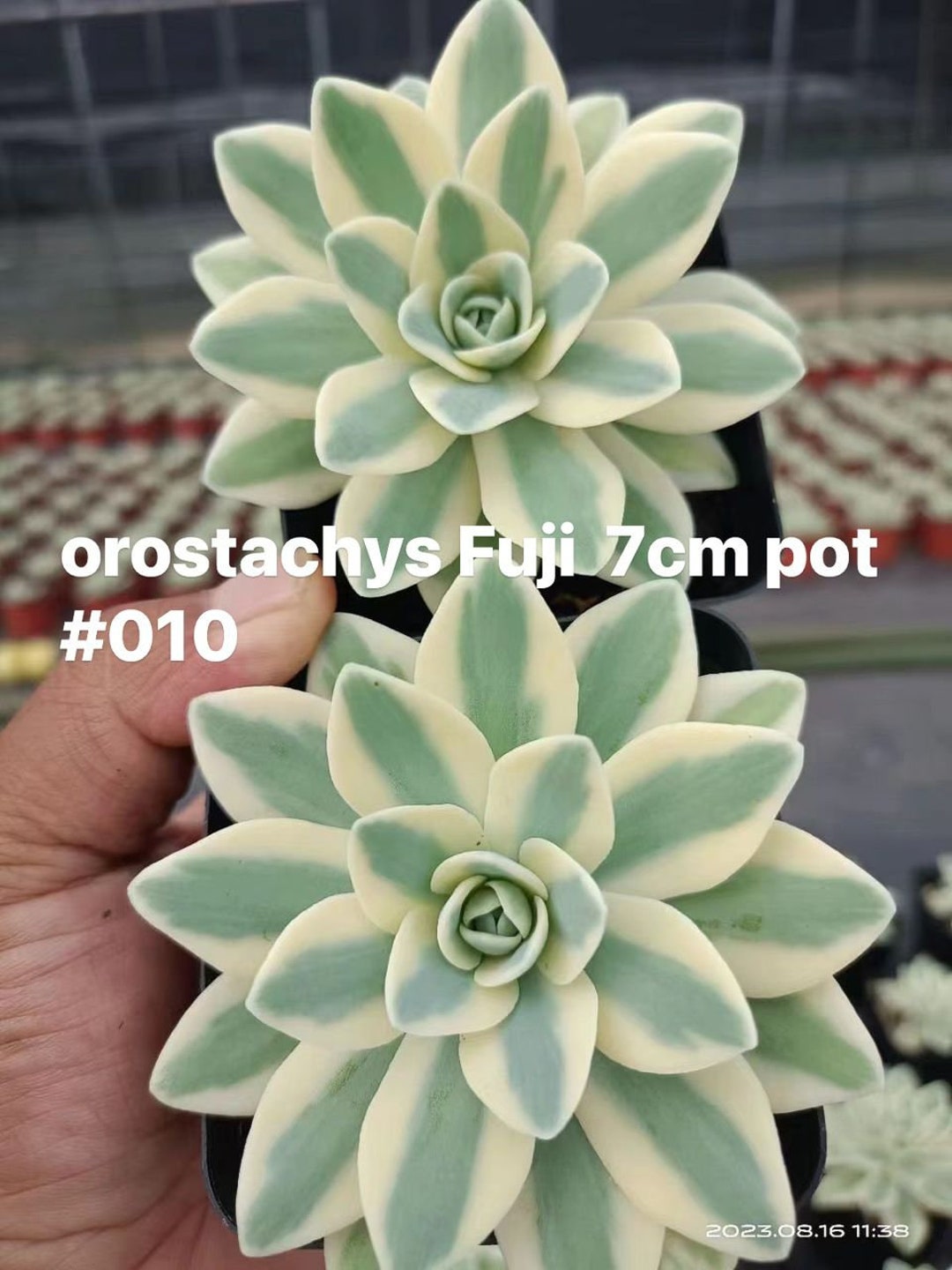 Orostachys Fuji Vriegated - Etsy