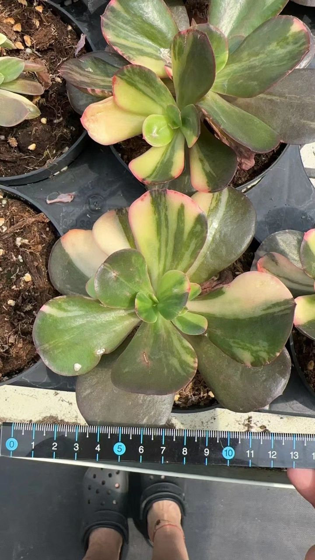 Echeveria Prima Dona Variegated - Etsy