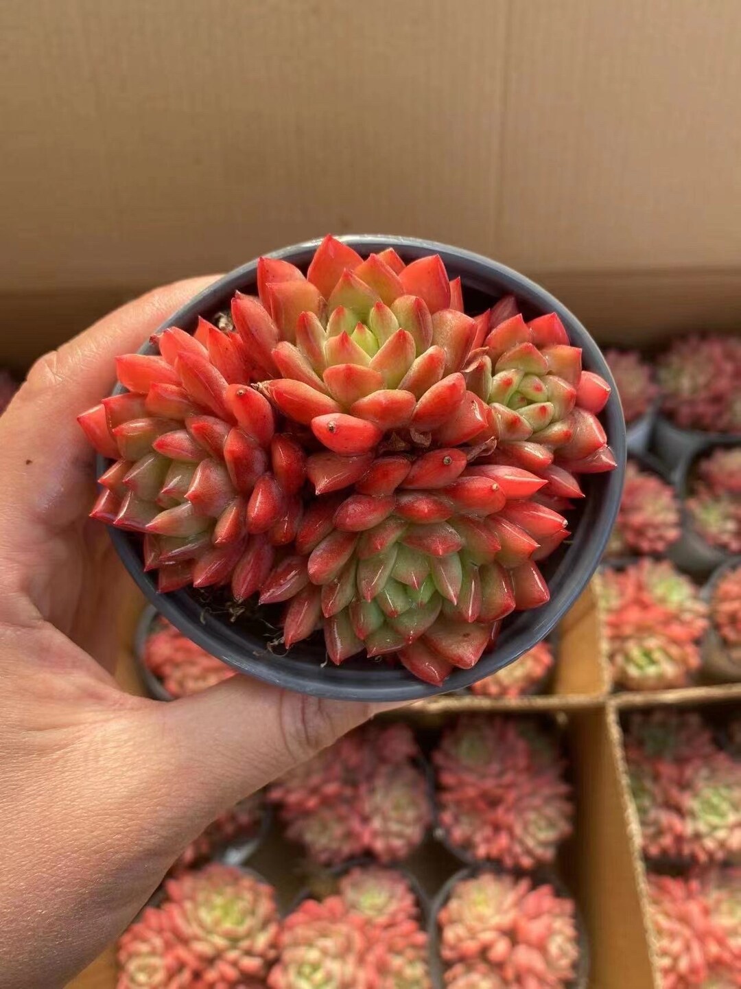 Echeveria Athena Cluster - Etsy
