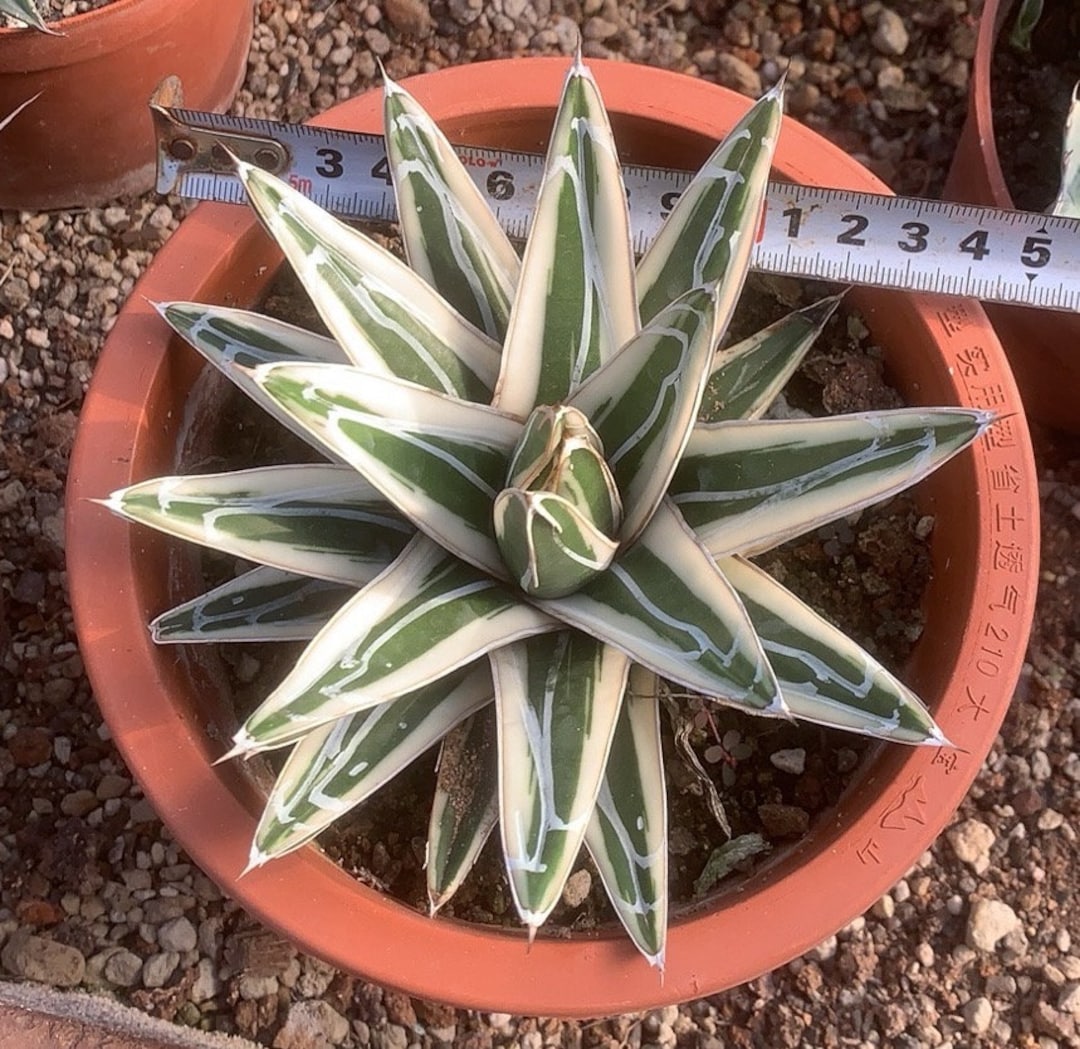 Agave White Rhino - Etsy