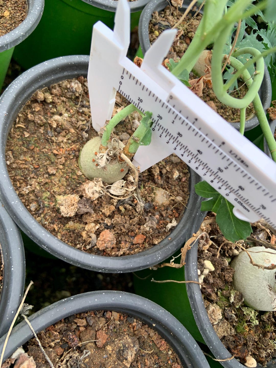 Jatropha Berlandier Root - Etsy