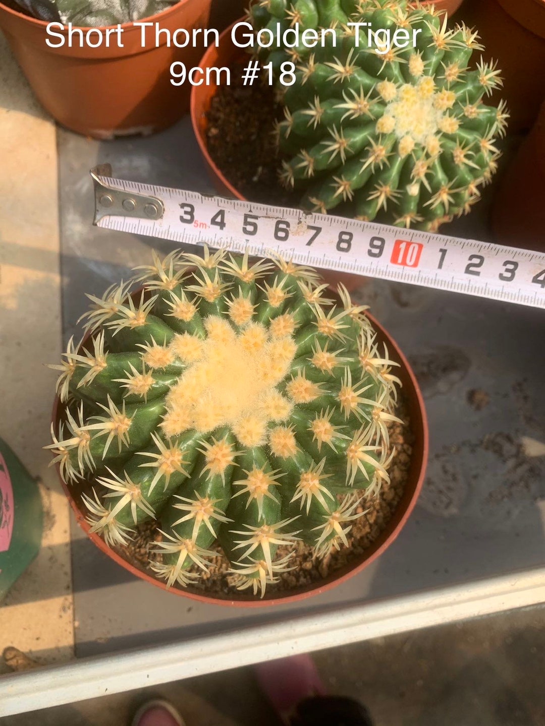 Cactus Short Thorn Golden Tiger - Etsy