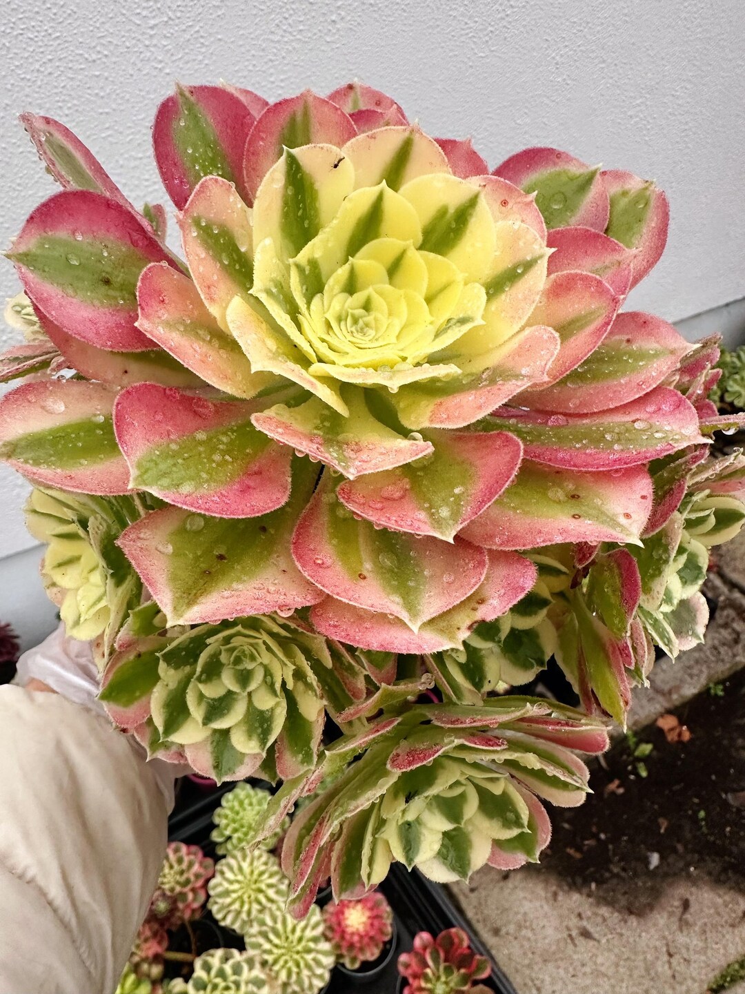 Aeonium White Phoenix Cluster europe Only - Etsy