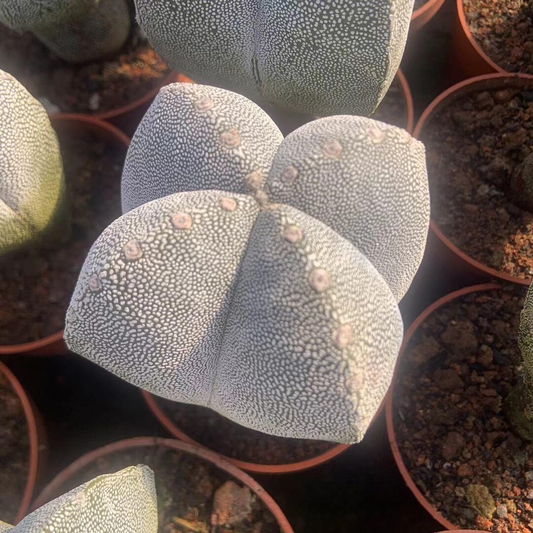 Astrophytum Silver Sand (four Corners) - Etsy