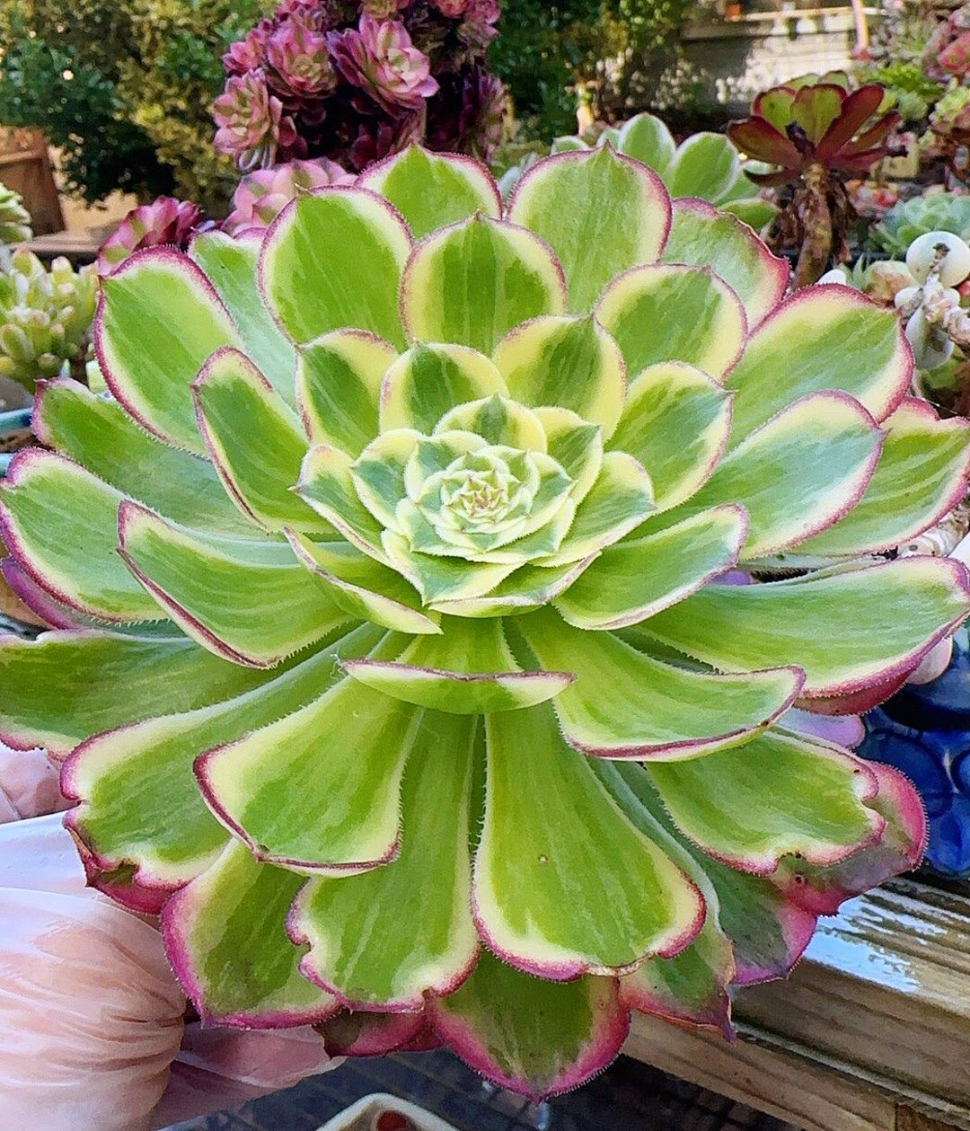 Aeonium Jadeite Colored Glaze Variegata ship Europe Only - Etsy