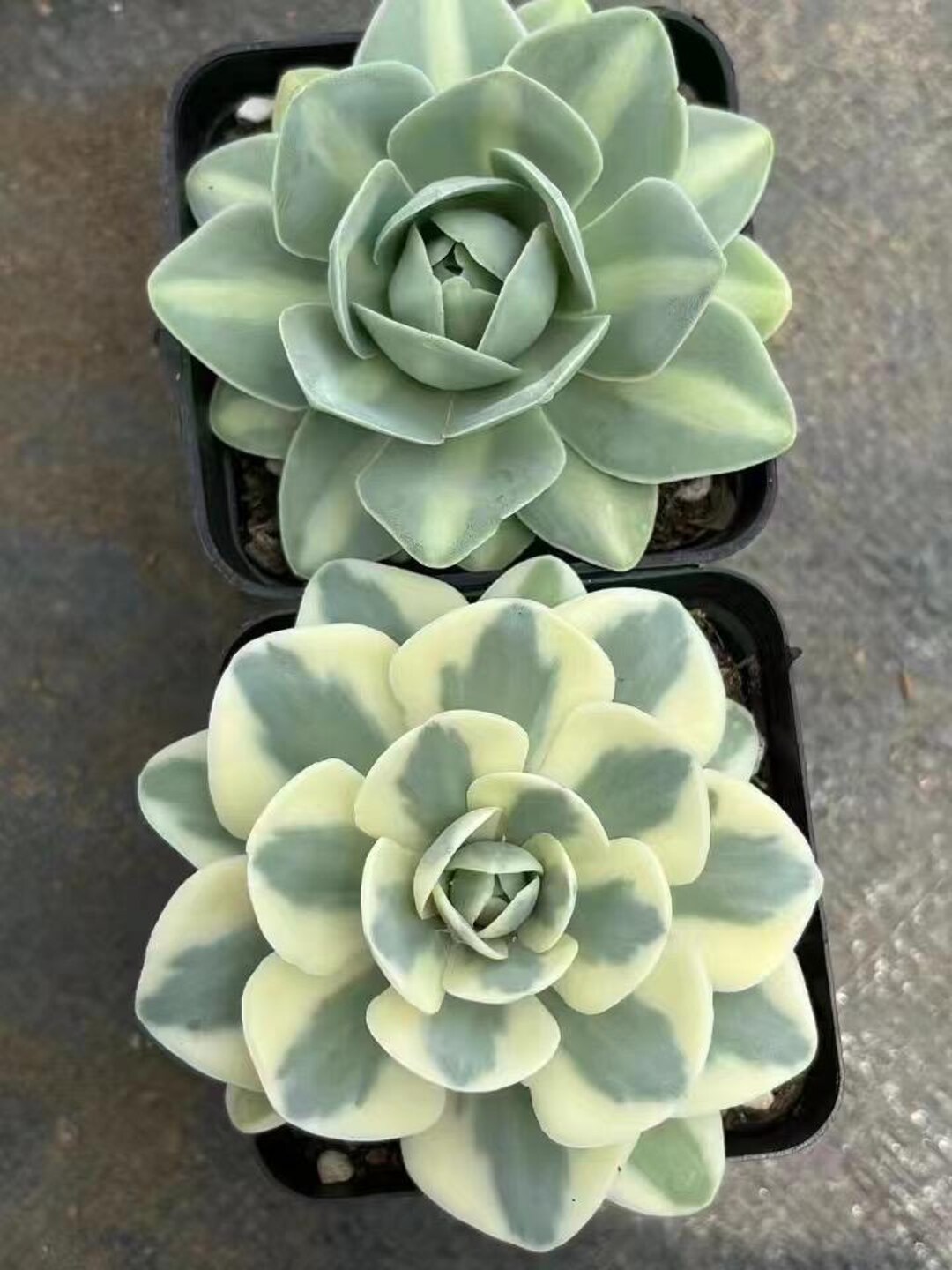 A Set of Echeveria Orostachys Fuji（middle) Variegatad + Echeveria ...