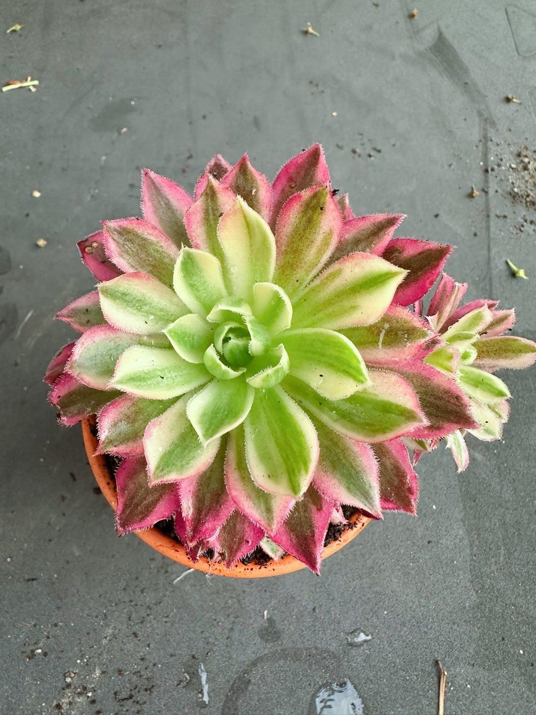 Aeonium Poison ship Europe Only - Etsy