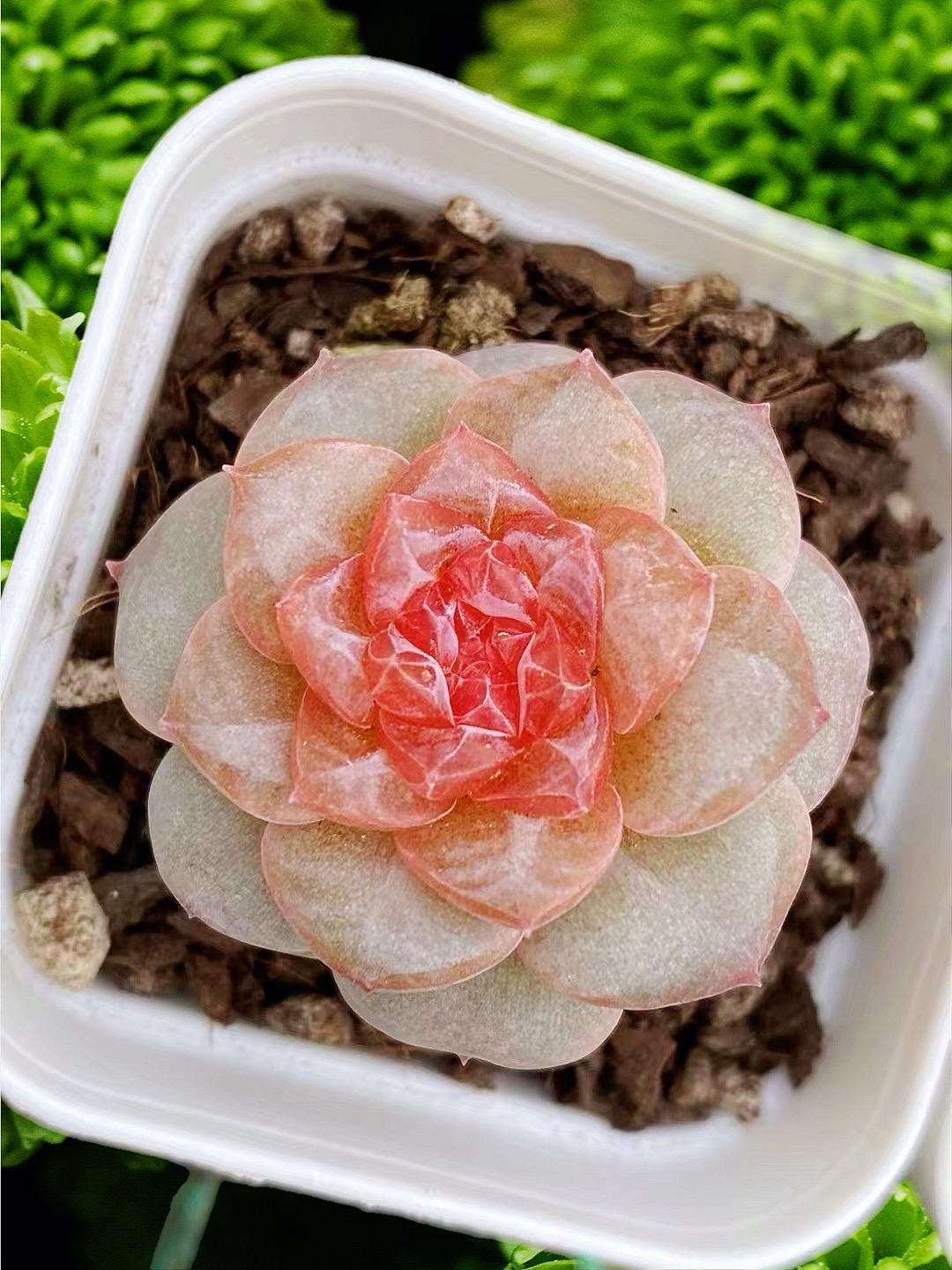 JQ75 Echeverias Freud - Etsy