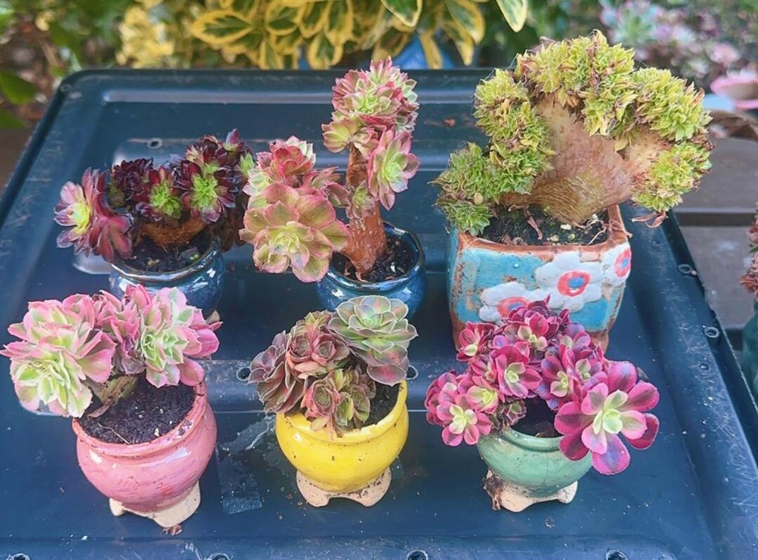 Aeonium Small Size Crested Set of Six With Pots ship to Europe Only - Etsy