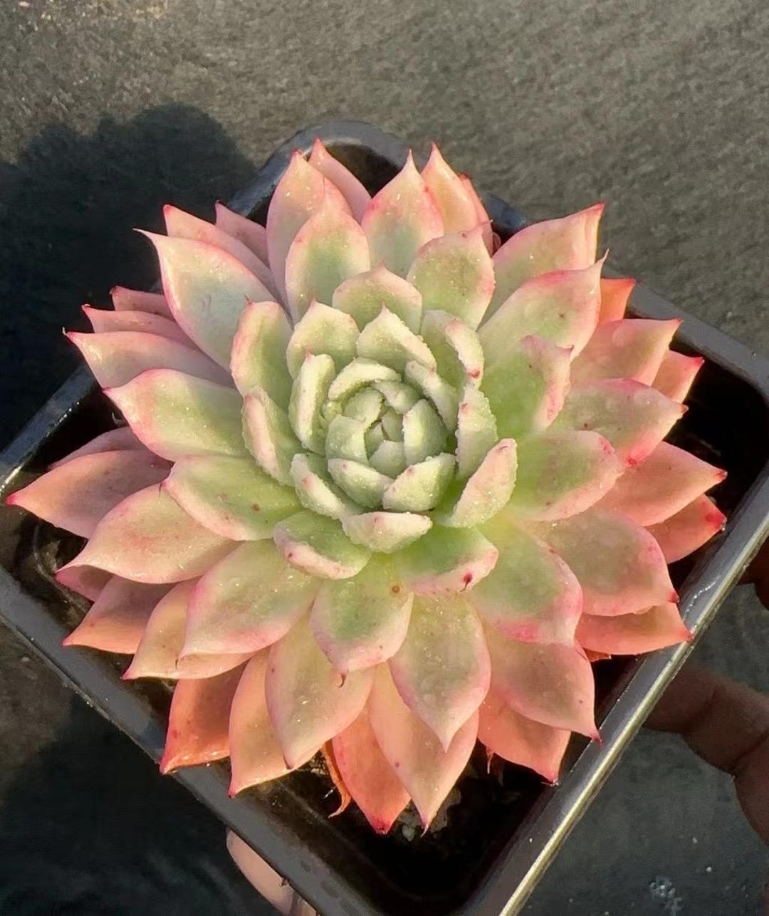 JQ175 Echeveria Miranda Variegatad - Etsy