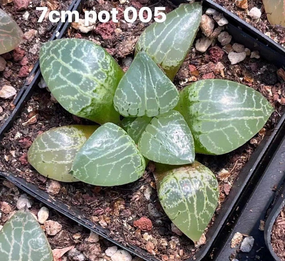 Haworthia Crystal Kang Ping - Etsy