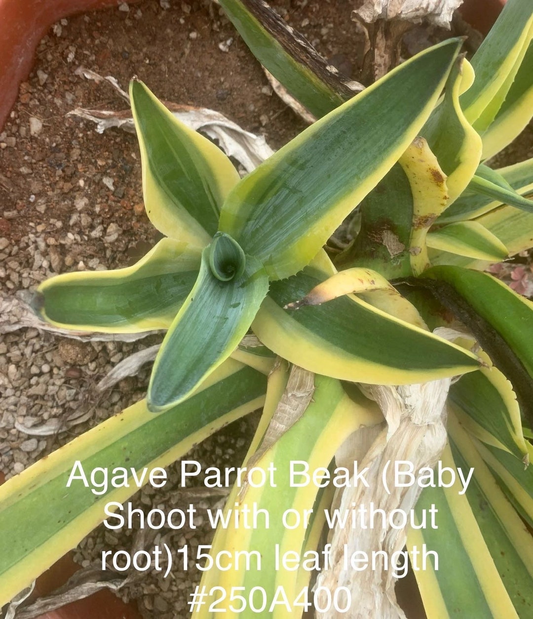 Agave Parrot Beak Baby Shoot - Etsy