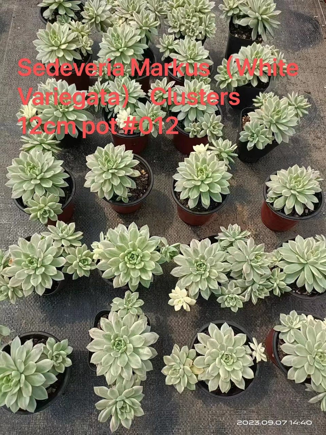 Sedeveria Markus White Variegated Cluster - Etsy