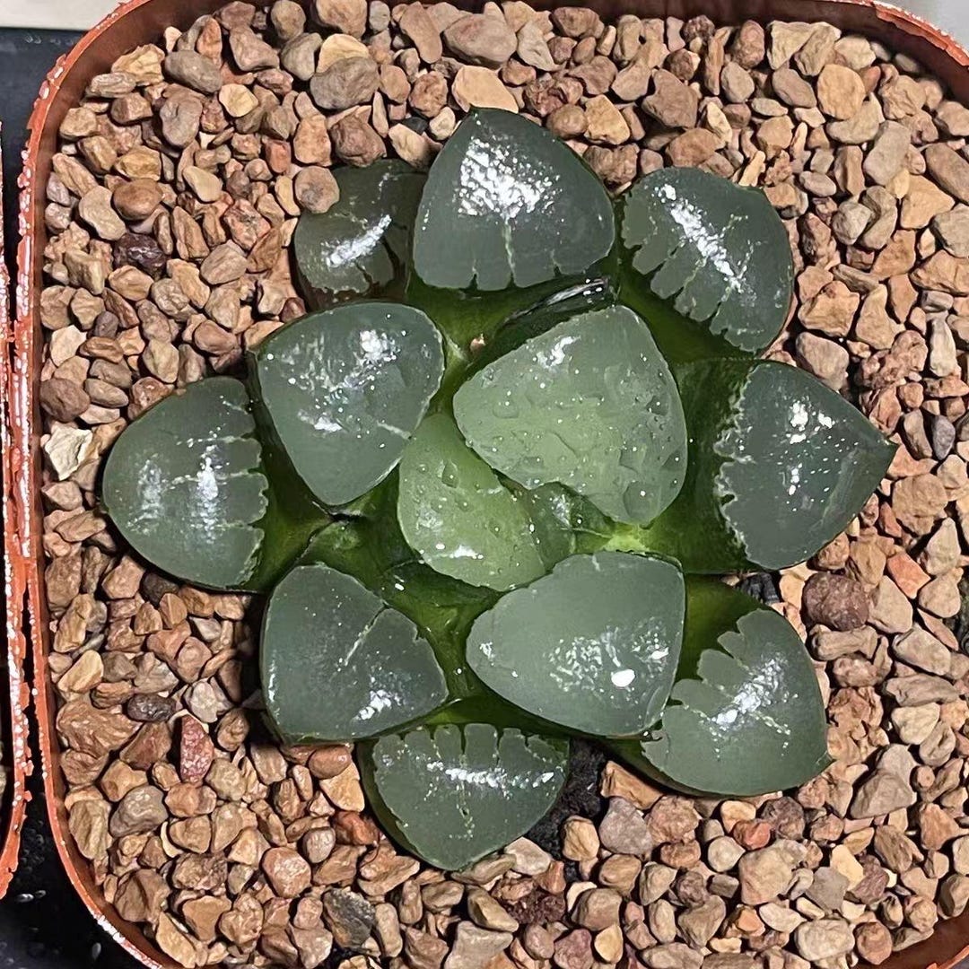Haworthia Cui Ji - Etsy