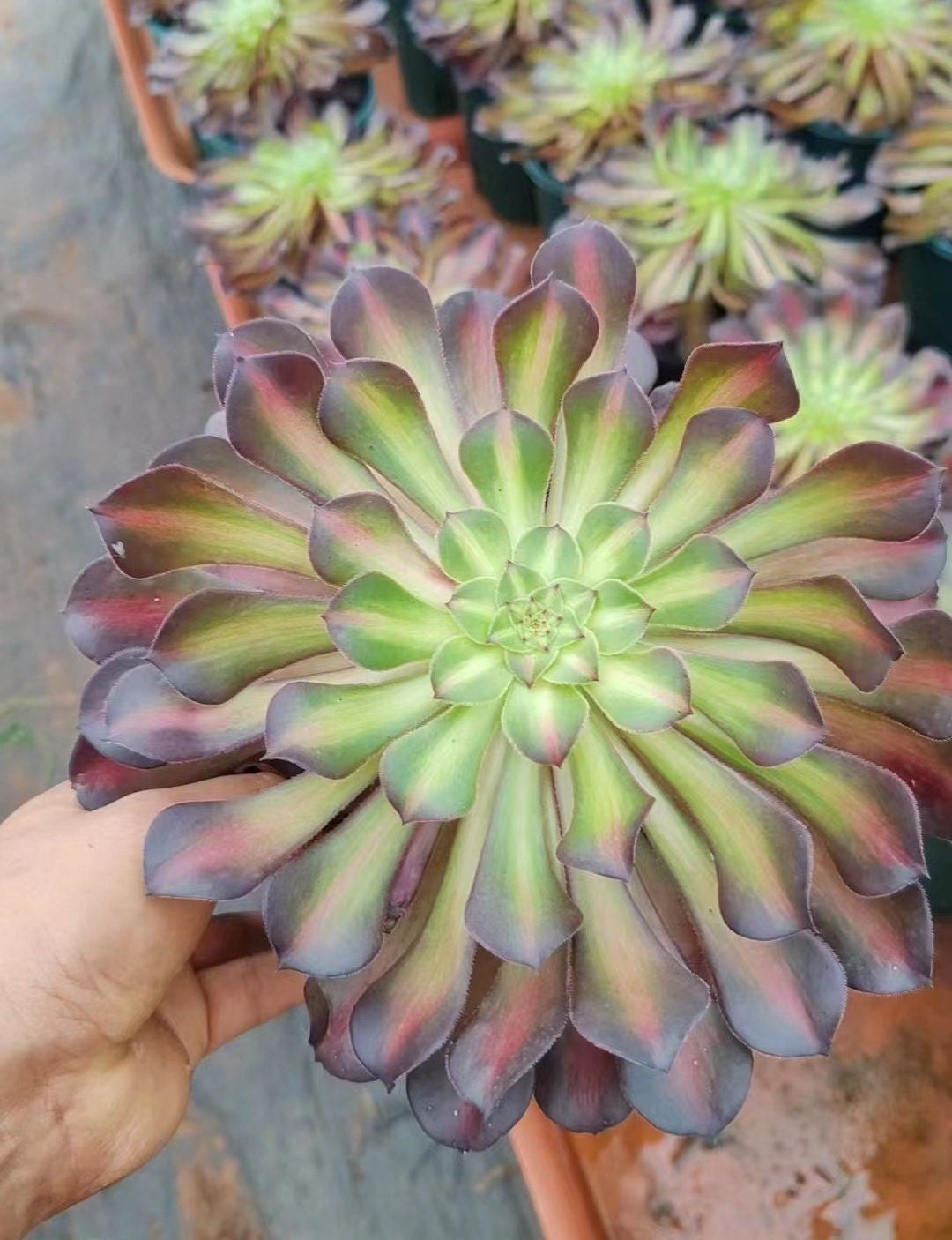 Aeonium Red Flame Silk Middle Variegated Single europe Only - Etsy