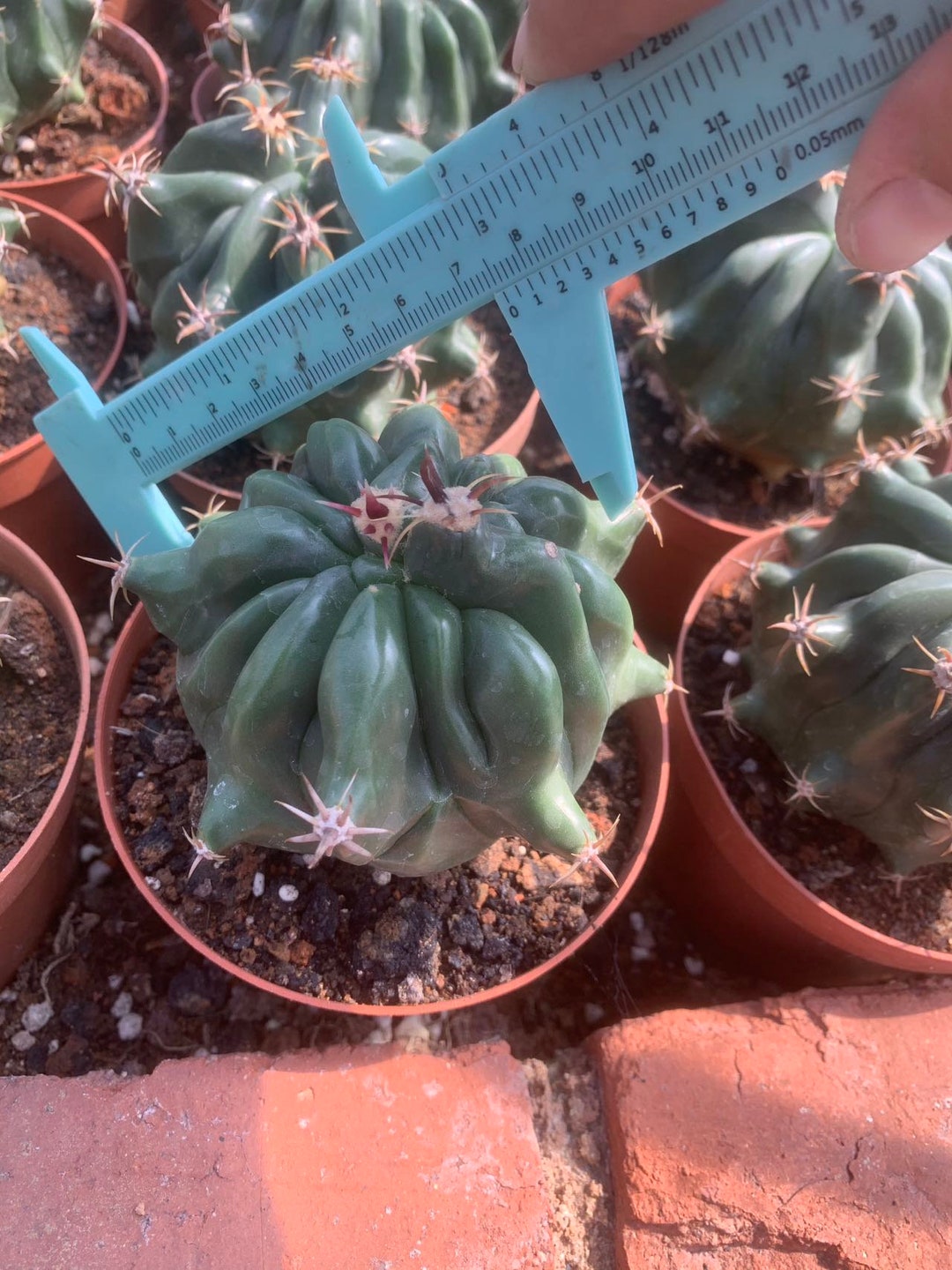 Cactus Turtle Shell Giant Dove Jade Thornless - Etsy