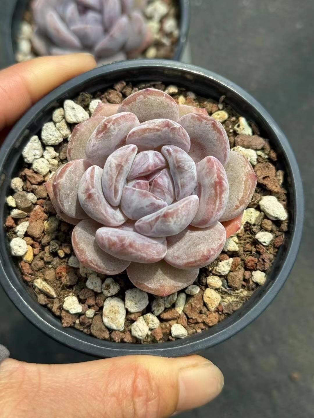 JQ47 Echeveria Purple Peel Star - Etsy