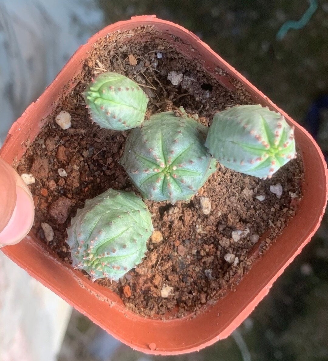 Cactus Euphorbia Obesa Cluster - Etsy