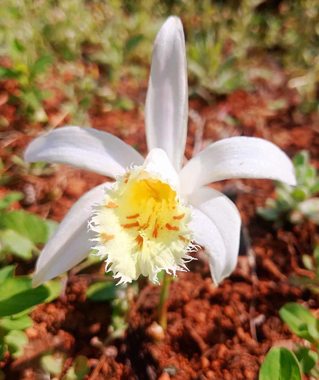 Pleione Grandiflora Yellow Lips P004 - Etsy