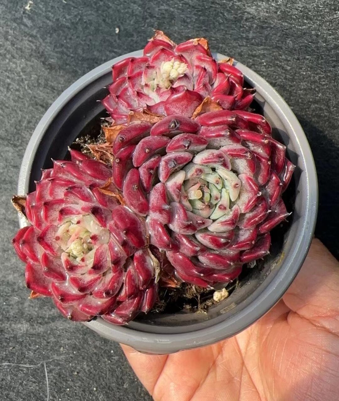 JQ274 Echeveria Sha Luo Ji Cluster - Etsy