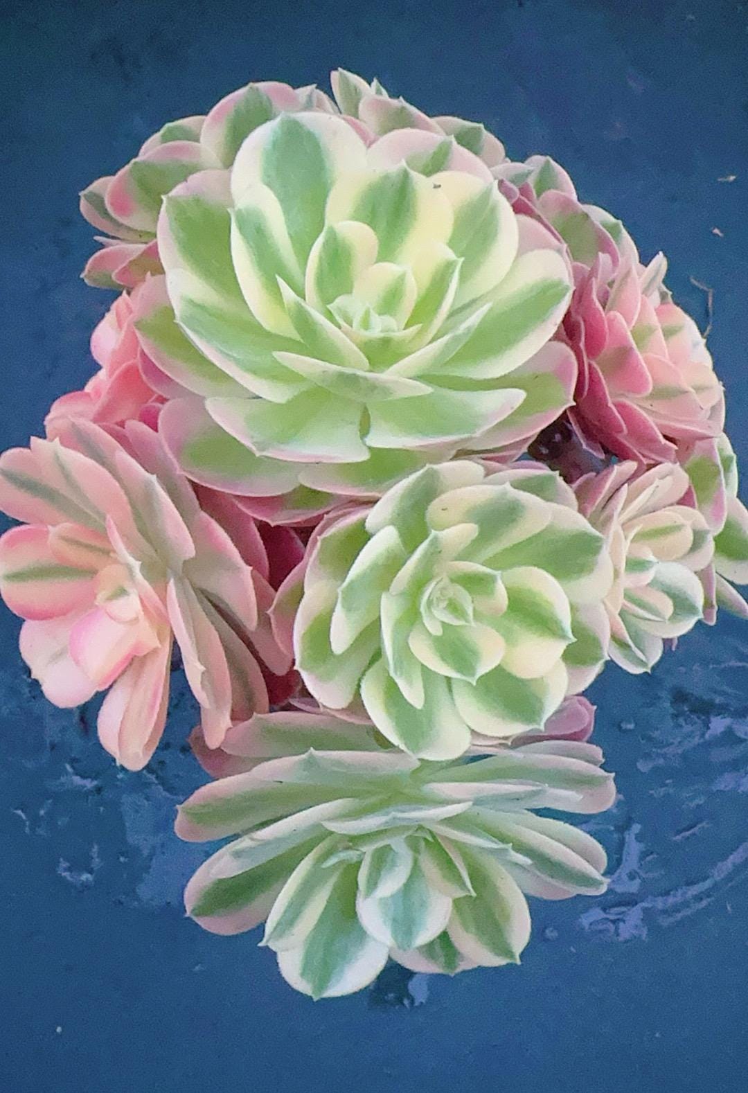 Aeonium Yellow Witch Cluster Bonsai Tree - Etsy