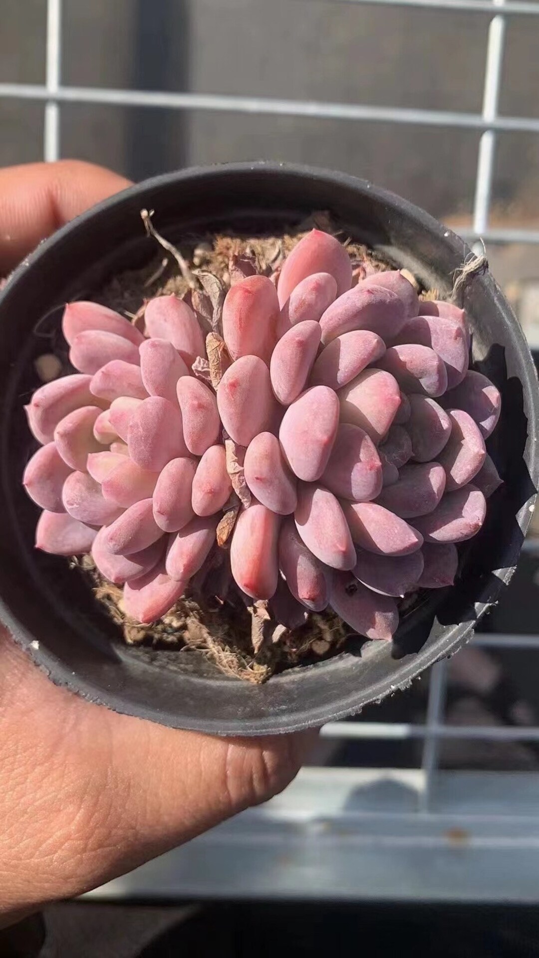 Echeveria Pink Jenny Double Head - Etsy