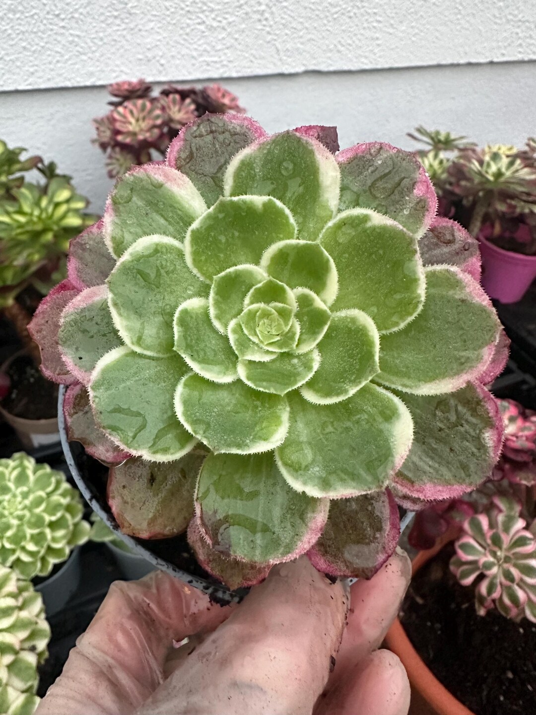 Aeonium Jadeite Colored Glaze Variegata ship Europe Only - Etsy