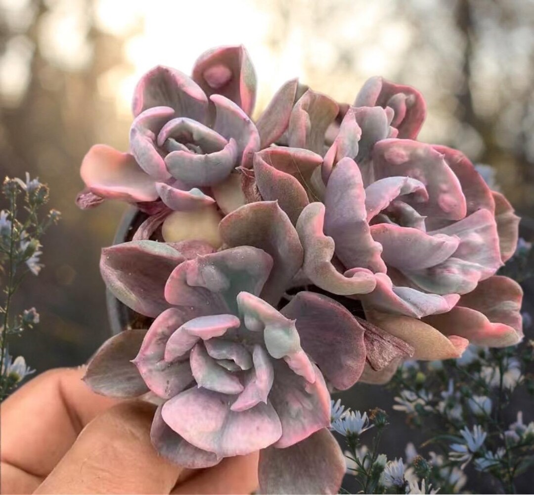 Echeveria Beyounce Variegated Cluster - Etsy