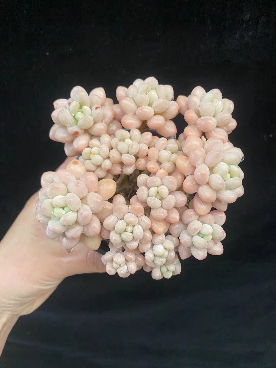 Echeveria Rococco - Etsy