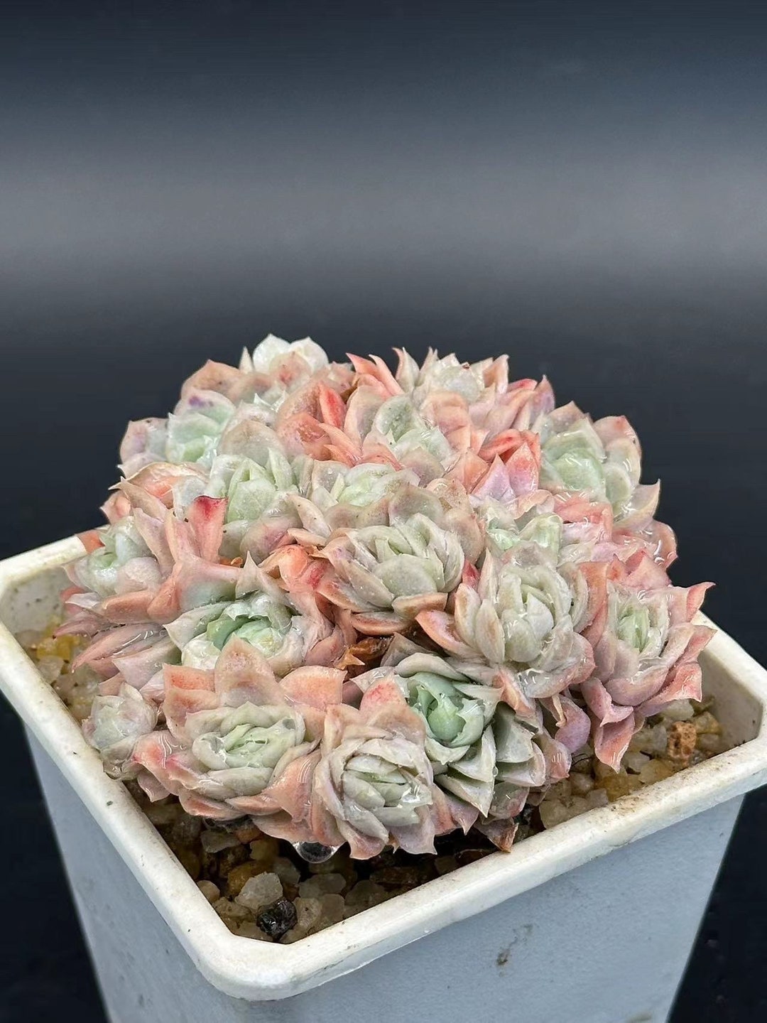 Graptoveria 'rose Queen Variegata Clusters - Etsy