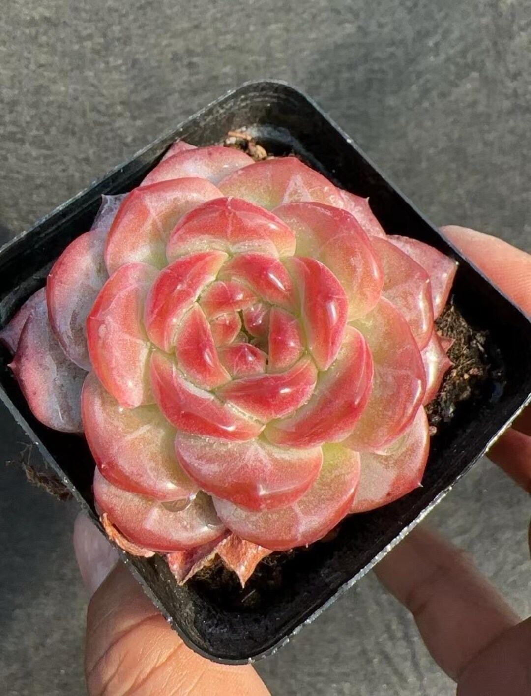 JQ196 Echeveria Soul Face - Etsy