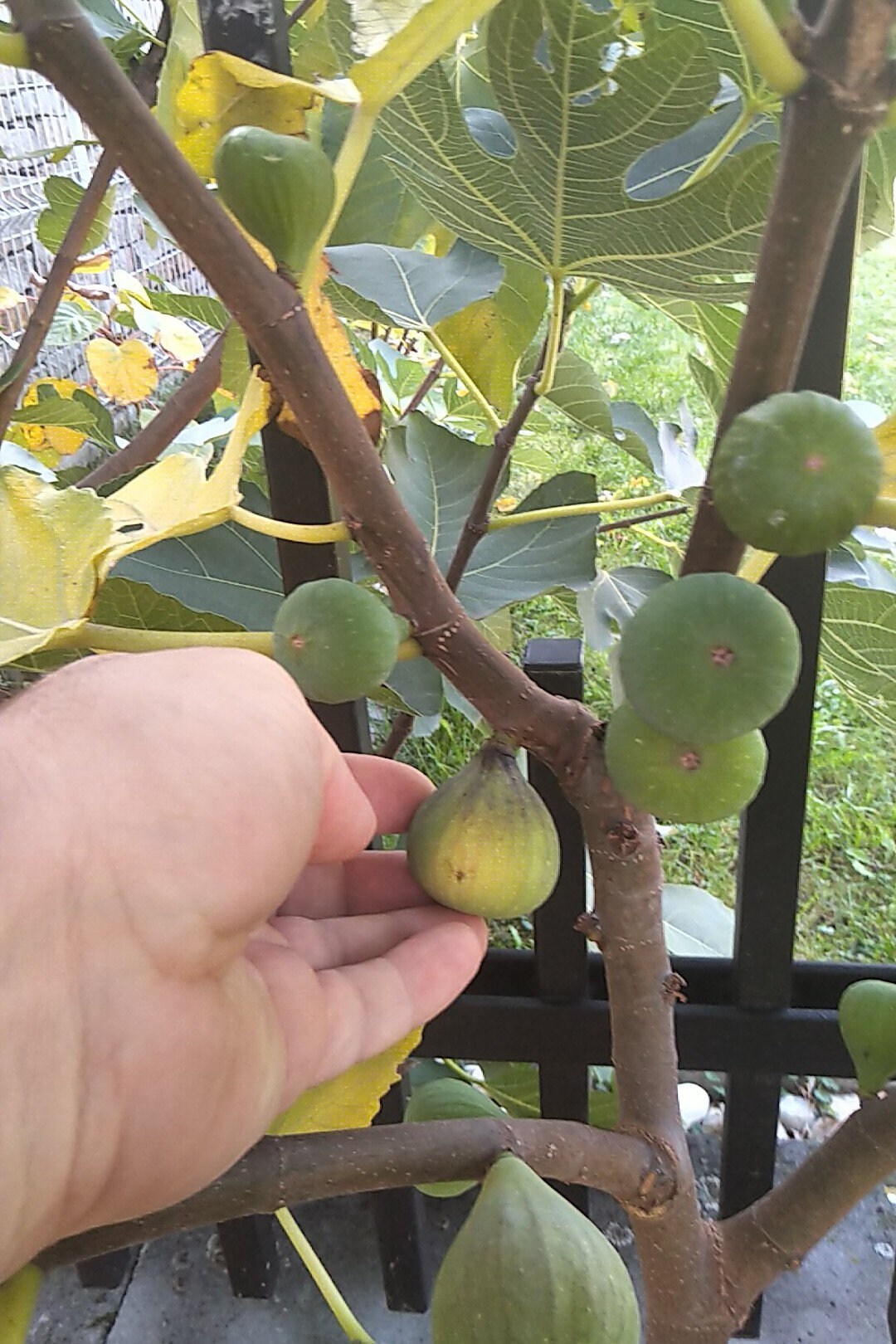 Figo De Rei Fig Cuttings - Etsy