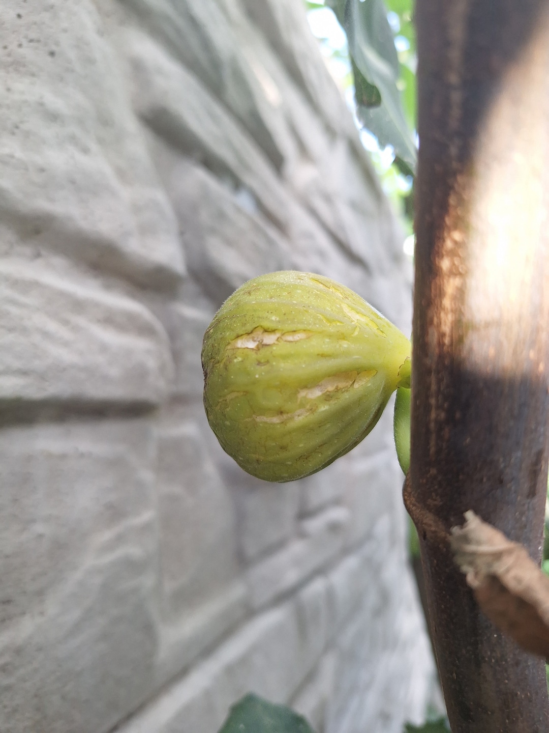 Campaniere Fig Cuttings - Etsy