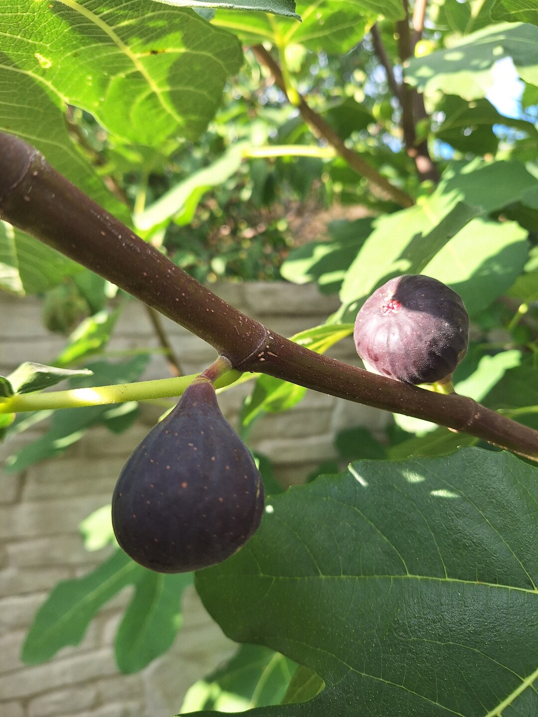 Malta Black Fig Cuttings - Etsy