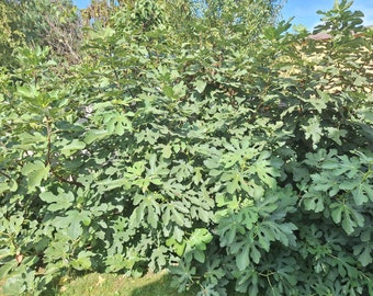 Cherry Cordial Fig Tree 2 Cuttings Sweet Tangy Berry Flavor Figs - Etsy