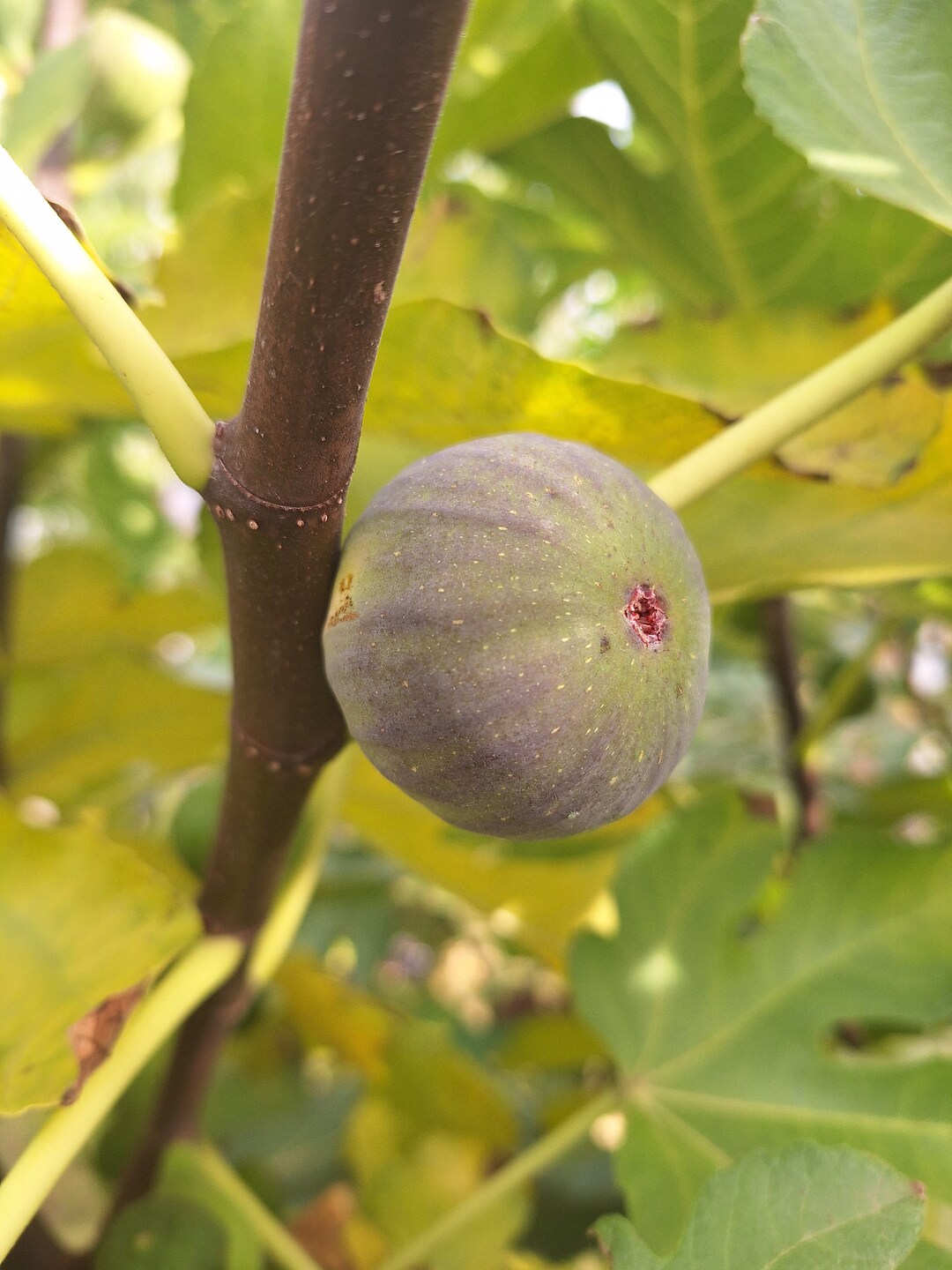 Figo De Rei Fig Cuttings - Etsy