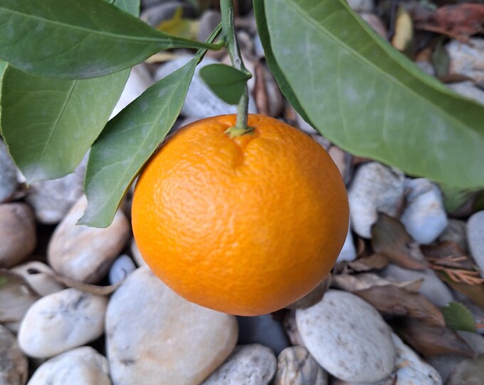 Xie Shan Satsuma Mandarin Cuttings - Etsy