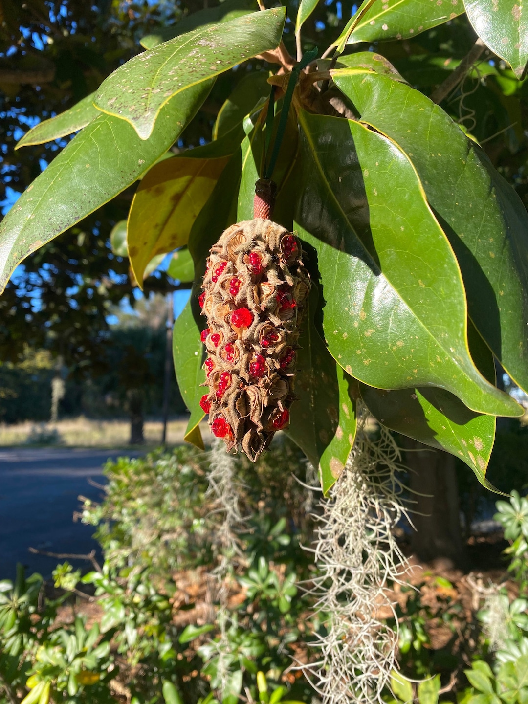 Magnolia Pod Ornament - Etsy