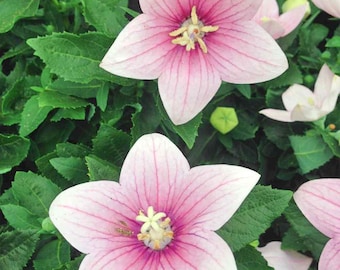 Balloon Flower Platycodon Mix Seeds Heirloom Organic USA NJ Grower Free ...