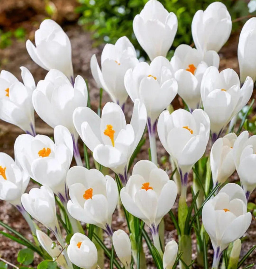 Crocus "ice Queen" | 8 Bulbs - Etsy