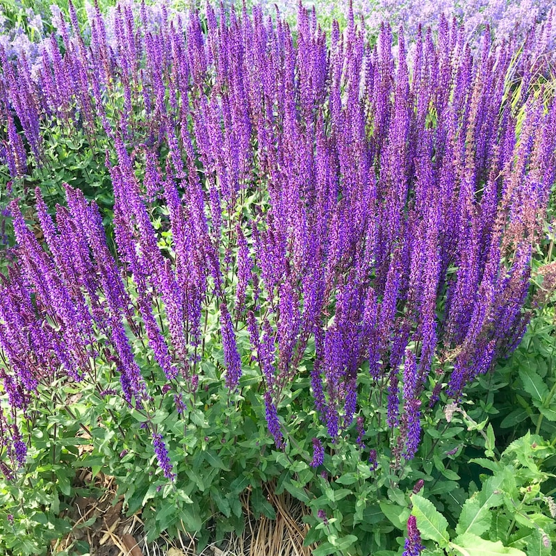 Purple and Blue - Etsy