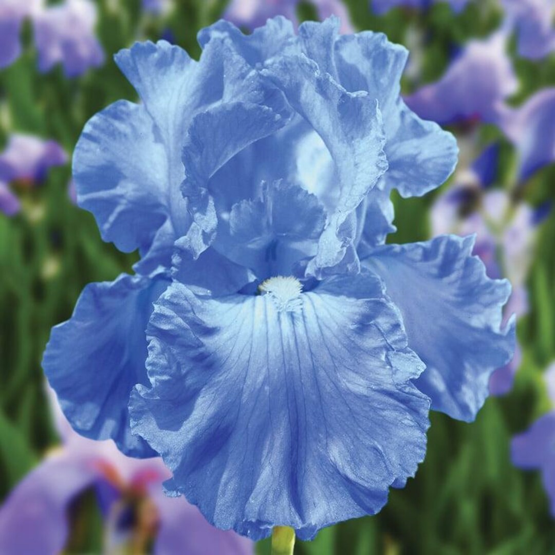 Bearded Iris "full Tide" Rhizome - Etsy