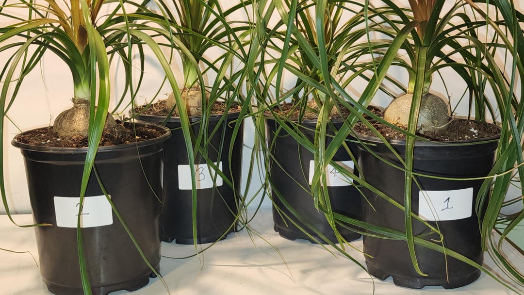 Ponytail Palm Succulent - Live Plants - Etsy