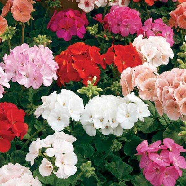 Geraniums - Etsy